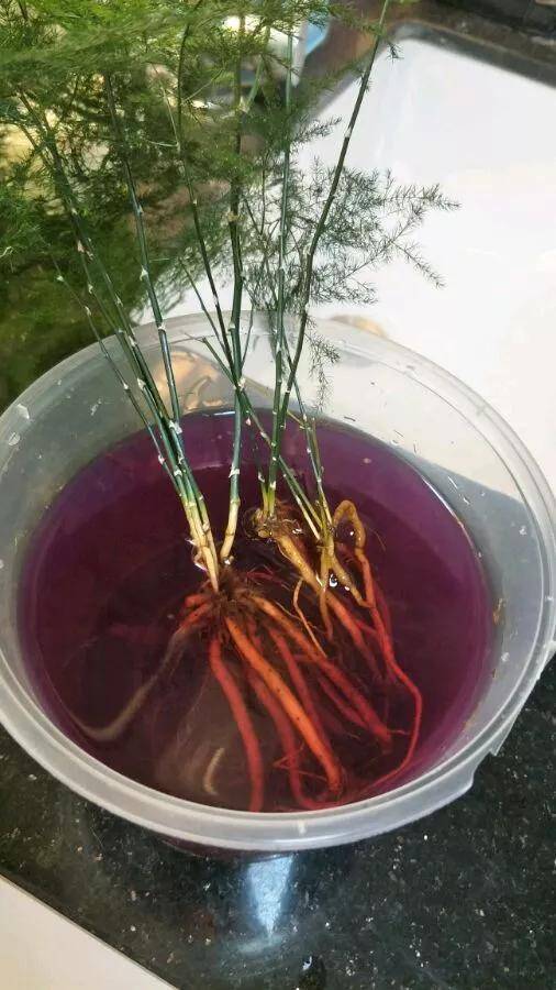 文竹烂根，切1刀丢水里，1个月后又爆盆，小笋芽直冒，四季旺盛花友
