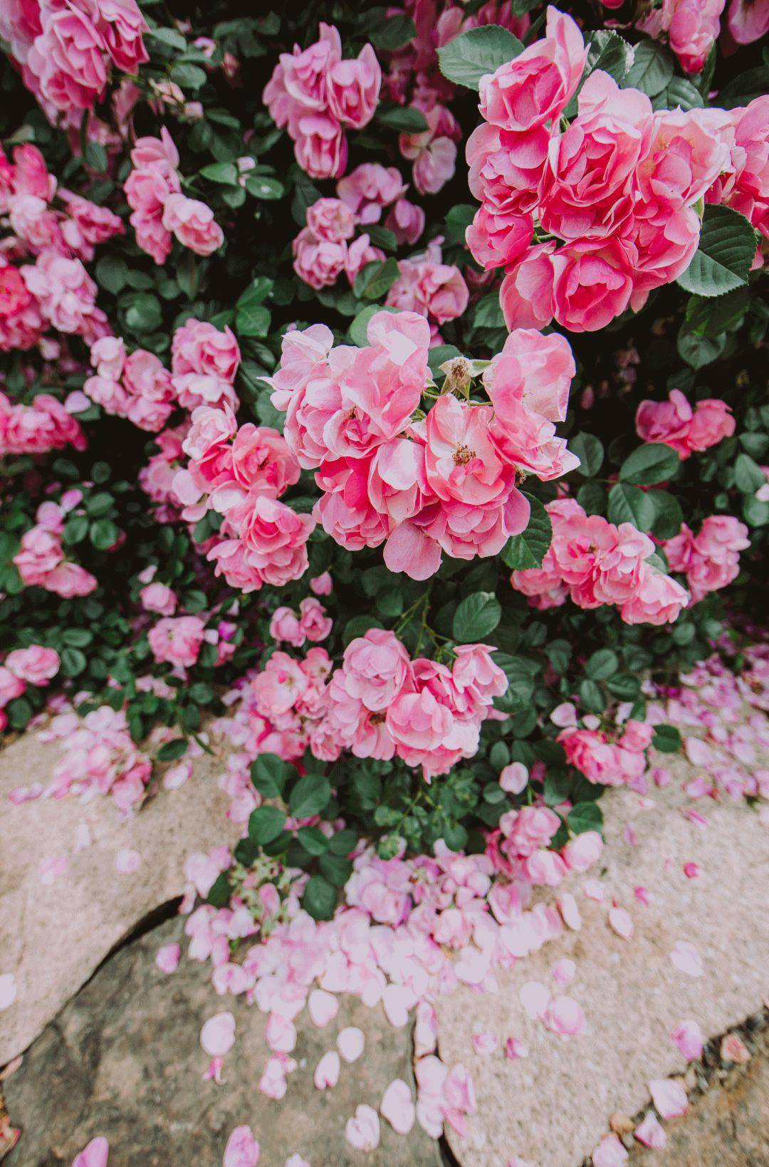 粉色安吉拉，为爱加冕！文末福利~-搜狐大视野-搜狐新闻