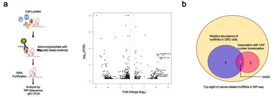RIP-seq让m6A后期研究威力加倍 | RIP专题_蛋白