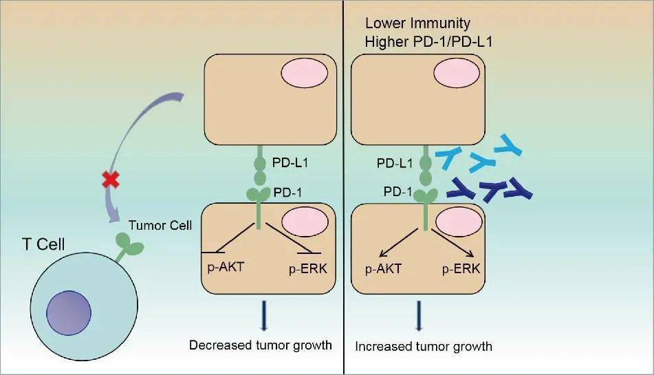 PNAS：高山/高福团队发现，PD-1、PD-L1普遍在肿瘤细胞同时表达_研究