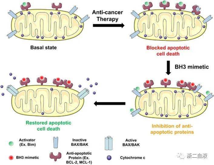 ASH Education: Bcl-2抑制剂-搜狐大视野-搜狐新闻