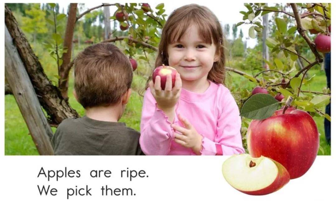 伴读 | Raz C：Fall Foods_them