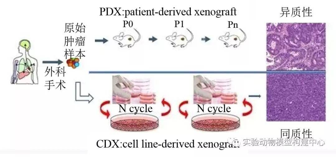 肿瘤动物模型“新宠”——PDX_样本