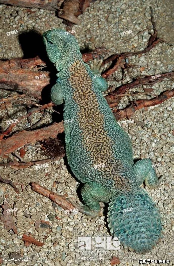 来自阿拉伯半岛的“皮皮虾”Uromastyx thomasi_汤玛士