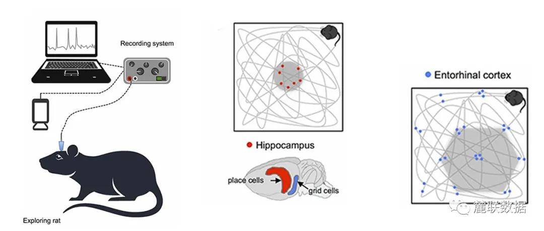 为什么Spike Sorting在脑神经学研究中如此重要？_神经元