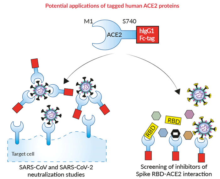 内皮细胞与ACE2受体的关系_-nCoV