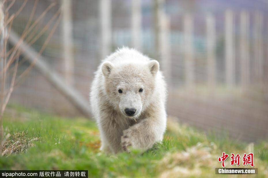 25年来第一次 首只英国境内出生的北极熊亮相-搜狐大视野-搜狐新闻