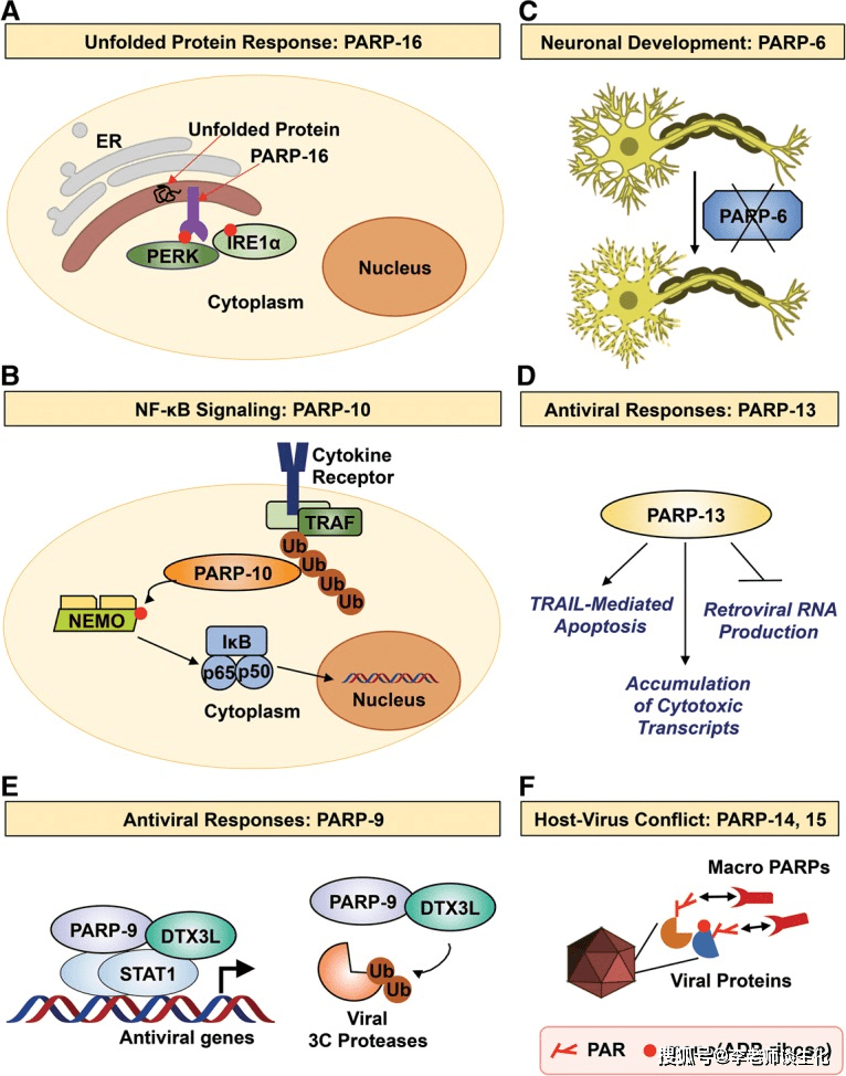 蛋白质的ADP-核糖化修饰_催化