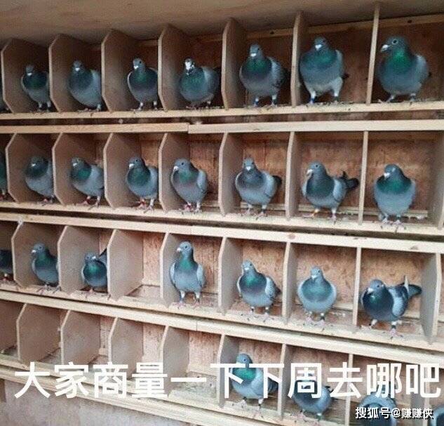 搞笑表情包图片：没眼看-搜狐大视野-搜狐新闻