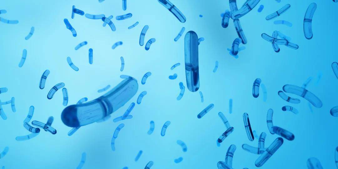 肠道屏障守卫者——鼠李糖乳杆菌LGG_Gao