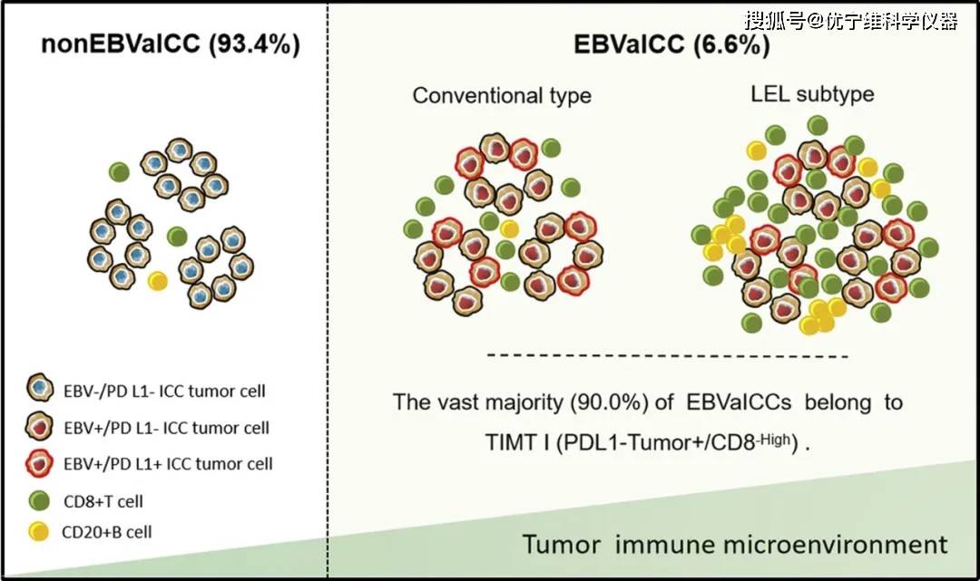 优宁维发布|ICC研究新进展|HALO解析EBVaICC肿瘤免疫微环境_细胞