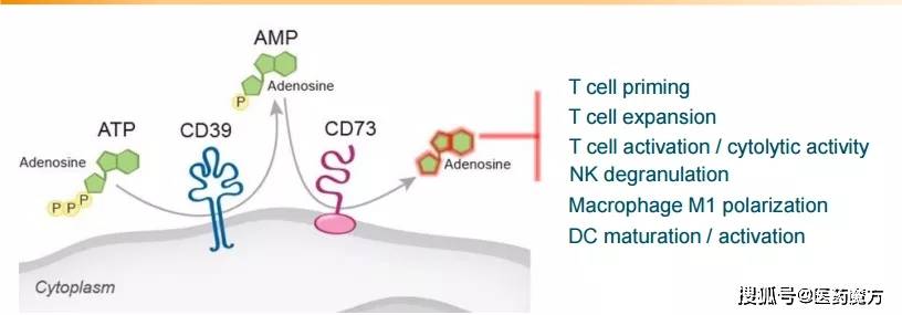 2021 AACR| 聚焦肿瘤耐药创新疗法！这家公司公布4个项目临床前数据_治疗