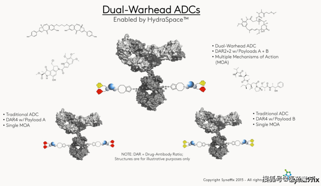 多项授权合作，Synaffix公司ADC专利技术解析_抗体
