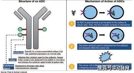 EGFR下一站：双抗与ADC_临床