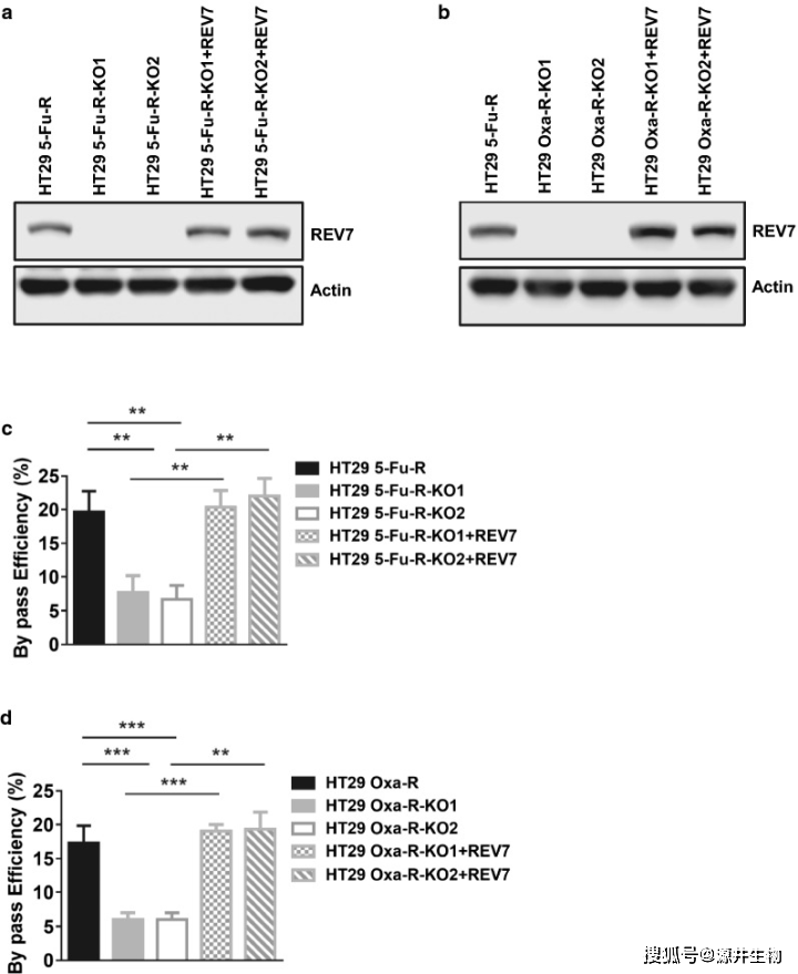 基因编辑HT-29细胞，也能把结直肠癌研究出花来！源井生物_Jinming