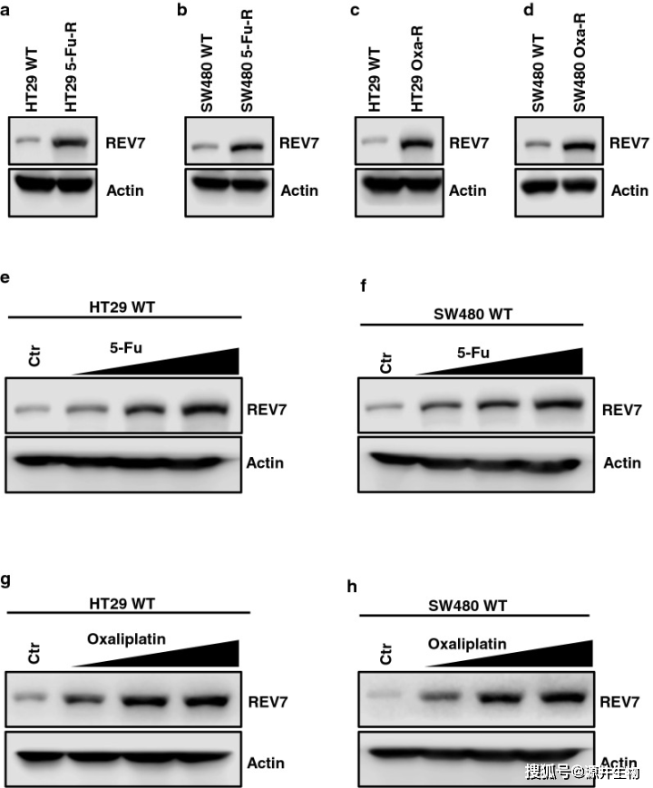 基因编辑HT-29细胞，也能把结直肠癌研究出花来！源井生物_Jinming