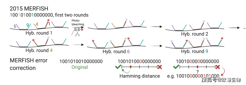 空间转录组技术发展历程大揭秘_Visium