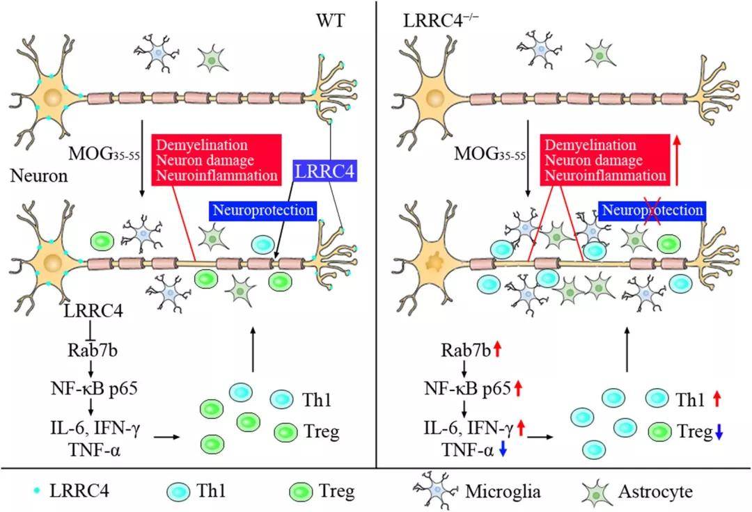 MS治疗新靶点｜LRRC4在实验性自身免疫性脑脊髓炎中的神经保护作用_研究
