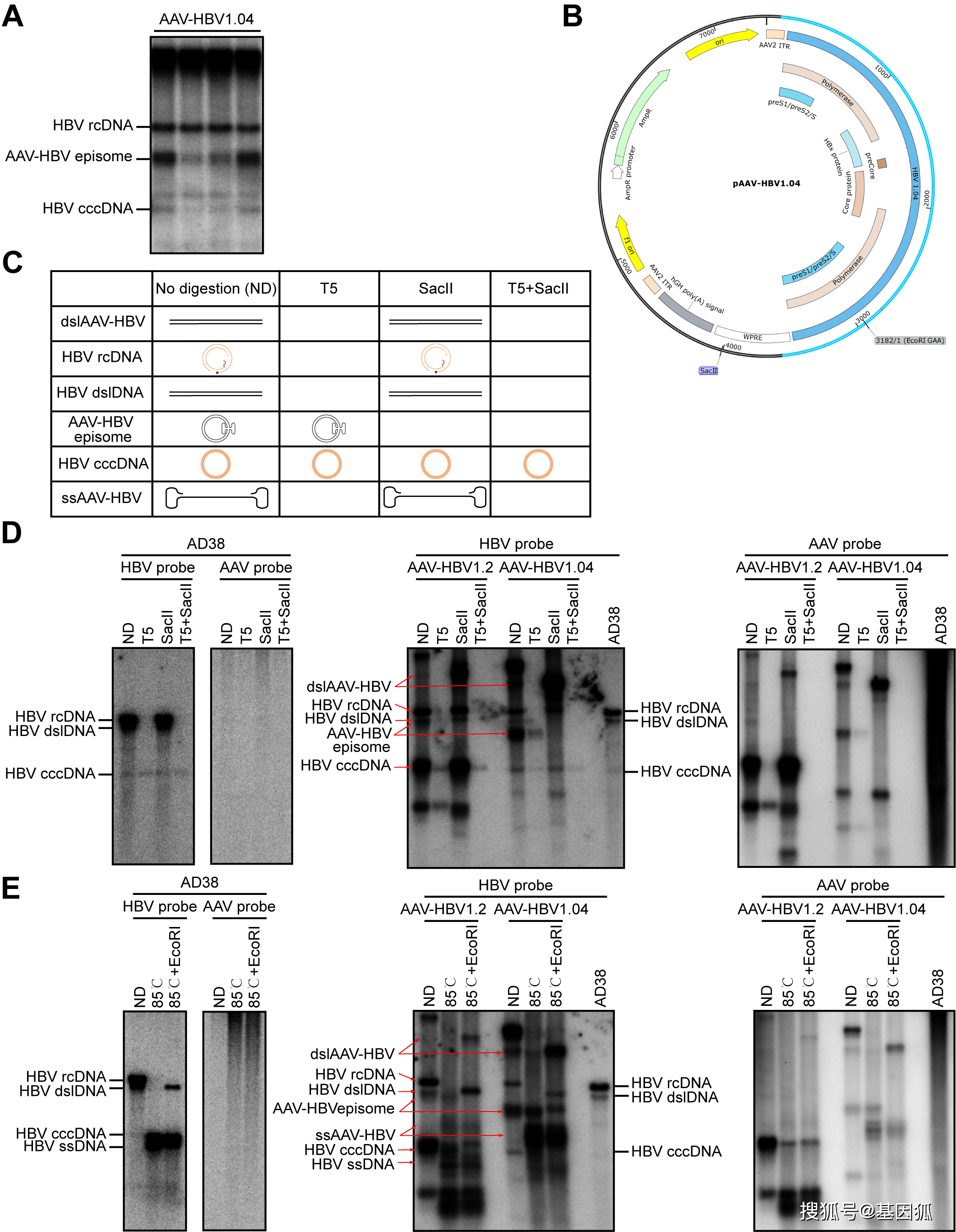 学术前沿：病毒学国家重点实验室夏宇尘研究组建立新型乙肝病毒cccDNA小鼠模型_载体_cccDNA_病毒学