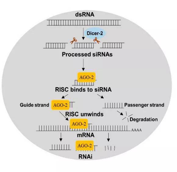 【病毒包装-知识分享】如何让基因干扰更高效？_shRNA_siRNA_载体