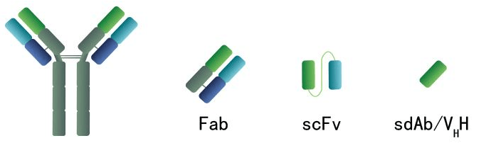 《生物王国那些事第二十五集》-小分子抗体_Fab_ScFv_片段
