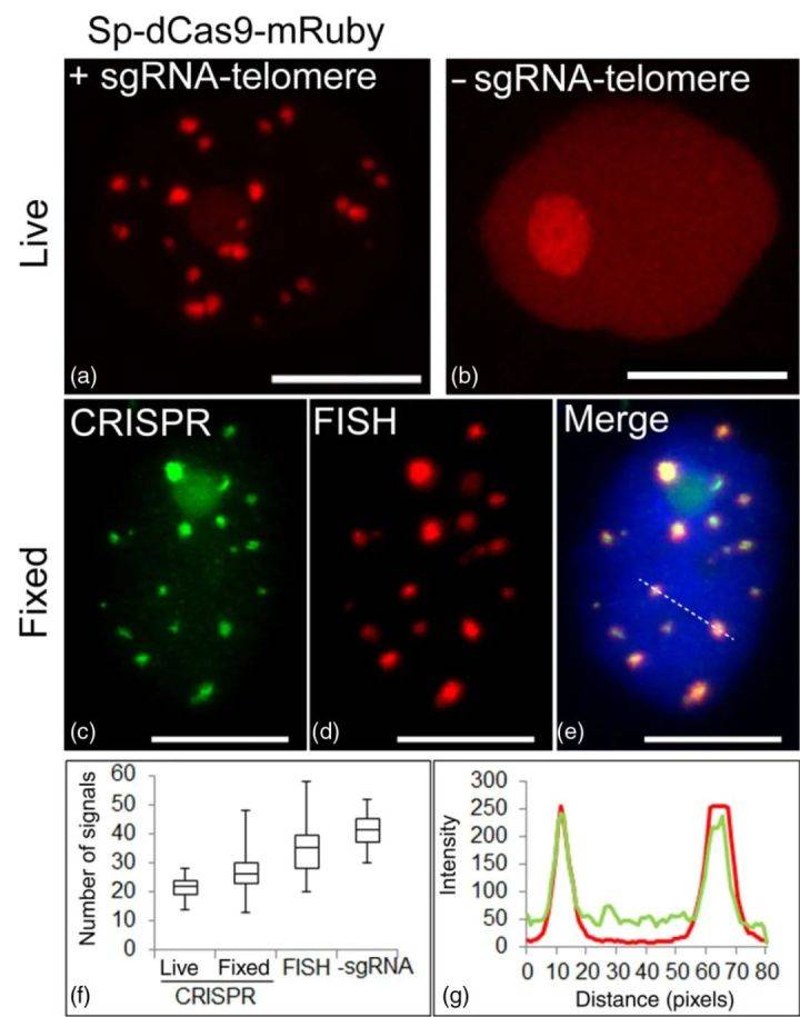 谈谈CRISPR/dCas9系统的“百变”应用（二）_al_et_编辑器