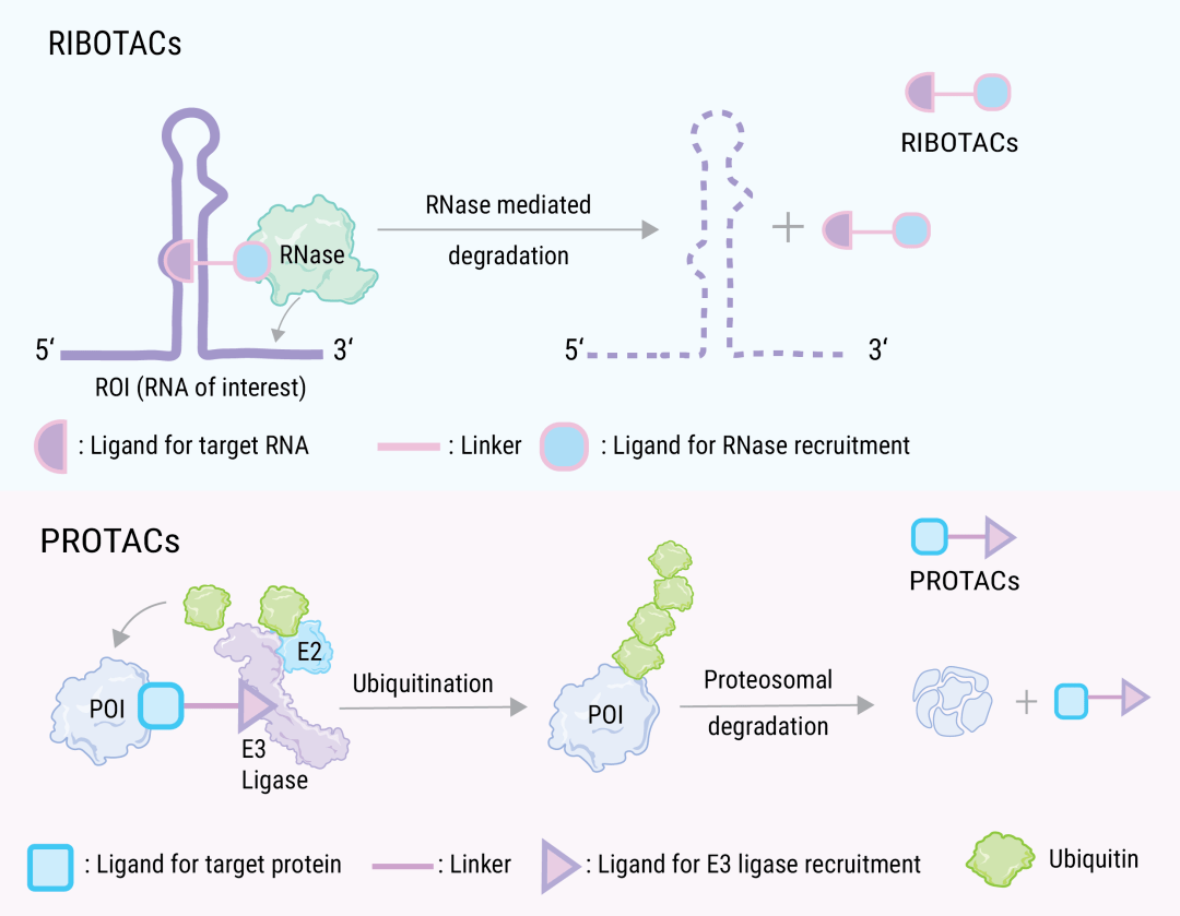 PROTAC——靶点选择与设计 | MedChemExpress_蛋白_分子_Linker