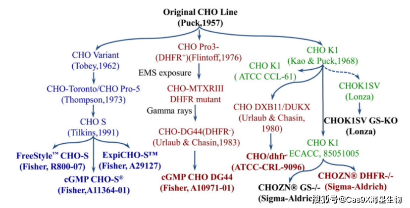 抗体表达CHO细胞株的构建策略与流程_染色体_蛋白质_载体