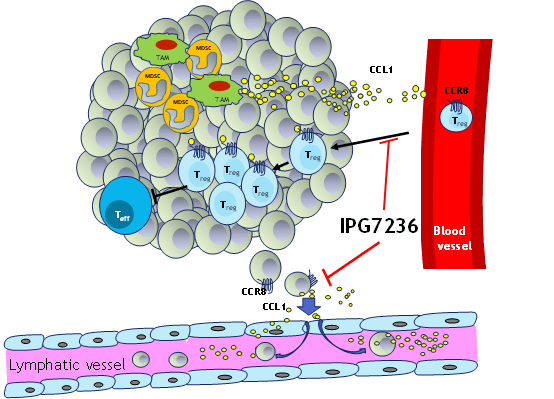 靶向清除肿瘤Treg细胞，CCR8或将成为肿瘤免疫治疗新星！_临床_药物_作用