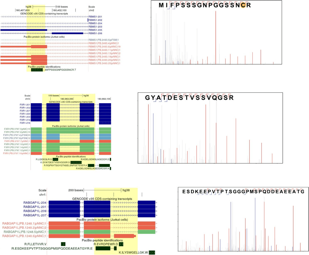 微刊：全长转录组文献导读_调控_iso-seq_蛋白质