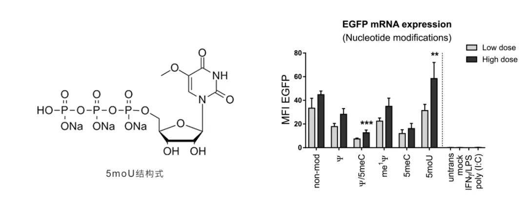 聚焦mRNA丨申基自研“修饰核苷酸系列”上新，助力mRNA疫苗研发！_甲基_稳定性_降低