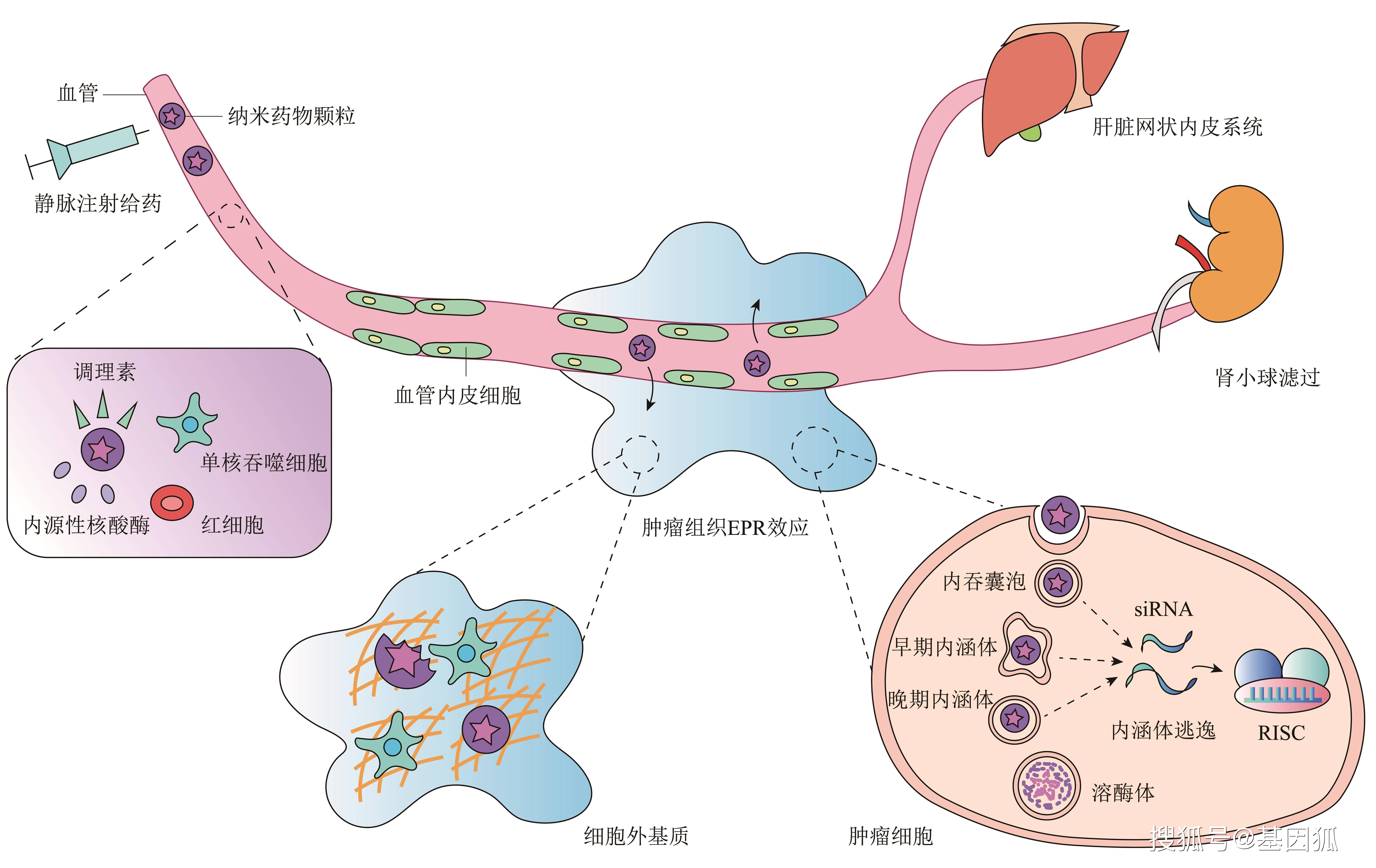 经验分享：小干扰RNA（siRNA）纳米递送系统研究进展简介_microRNA_沉默_药物
