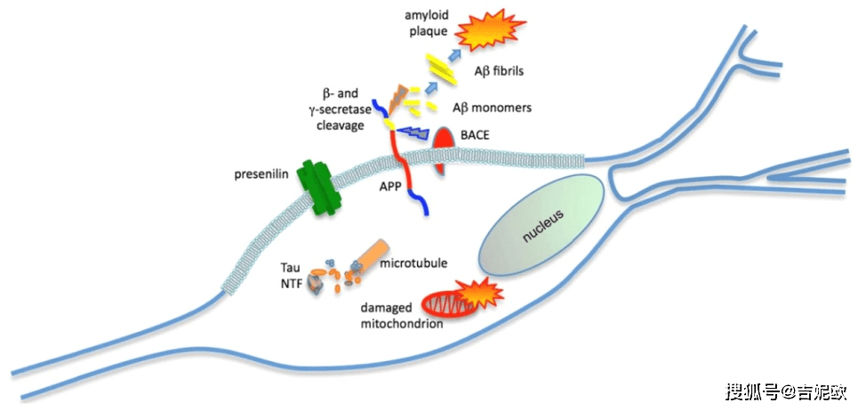 大鼠Aβ注射阿尔茨海默病模型 阿尔茨海默病模型大鼠的构建 ad模型大鼠造模_The_神经元_蛋白