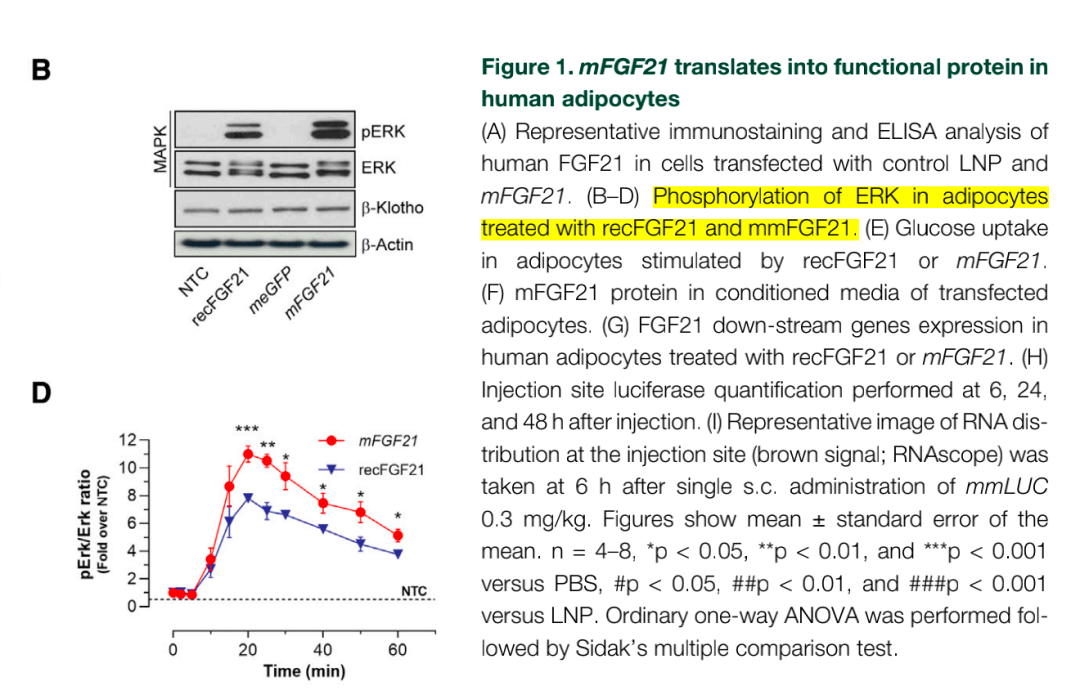 基因治疗免疫分析: 皮下注射mRNA - FGF21_Moderna_蛋白_半衰期
