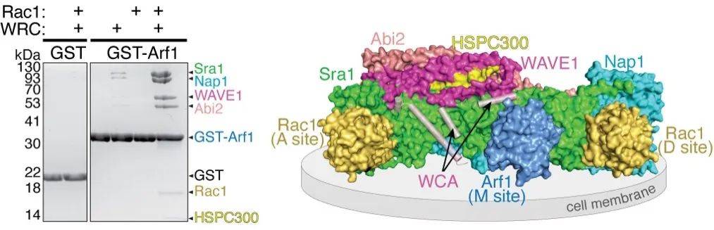 文献解读：Sci Adv & Nat Commun | 揭示肌动蛋白骨架调节新机制_细胞_控制