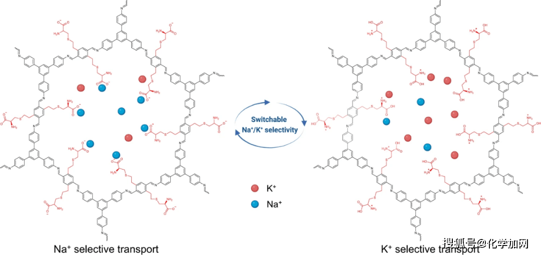 Nat. Commun.：氨基酸功能化 2D COF膜中的可调控 Na+ / K+ 选择性_离子_COF-Cys_结构