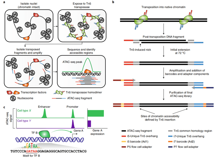 转录因子研究套路（三）_RNA-seq_基因_调控