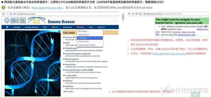 【科研工具包】转录因子预测及优化策略 ——JASPAR、NCBI、UCSC数据库联用_基因_序列_位点