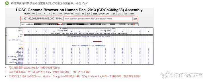 【科研工具包】转录因子预测及优化策略 ——JASPAR、NCBI、UCSC数据库联用_基因_序列_位点