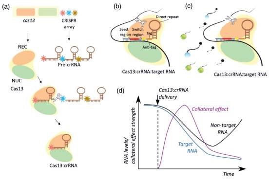 CRISPR-Cas系统的RNA编辑神器——Cas13_crRNA_蛋白质_识别