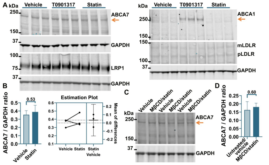 Cell | ABCA7—掀开AD胆固醇与炎症关系的面纱！_研究_脑细胞_神经