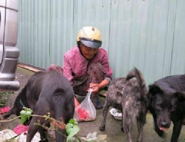 88岁老奶奶18年来不间断餵食流浪猫狗，只因不忍心它们挨饿_宠界新闻