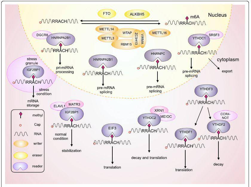 图说 | m6A功能及其在肿瘤中的作用（1）_and