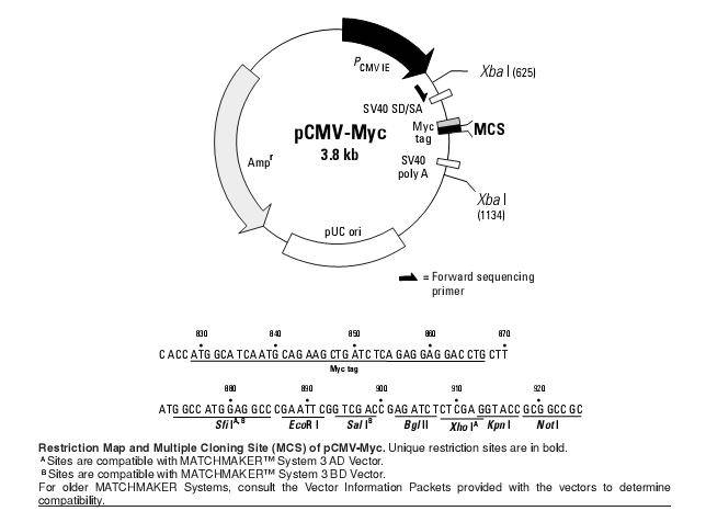 pCMV-Myc载体质粒图谱、序列、说明书、价格_The
