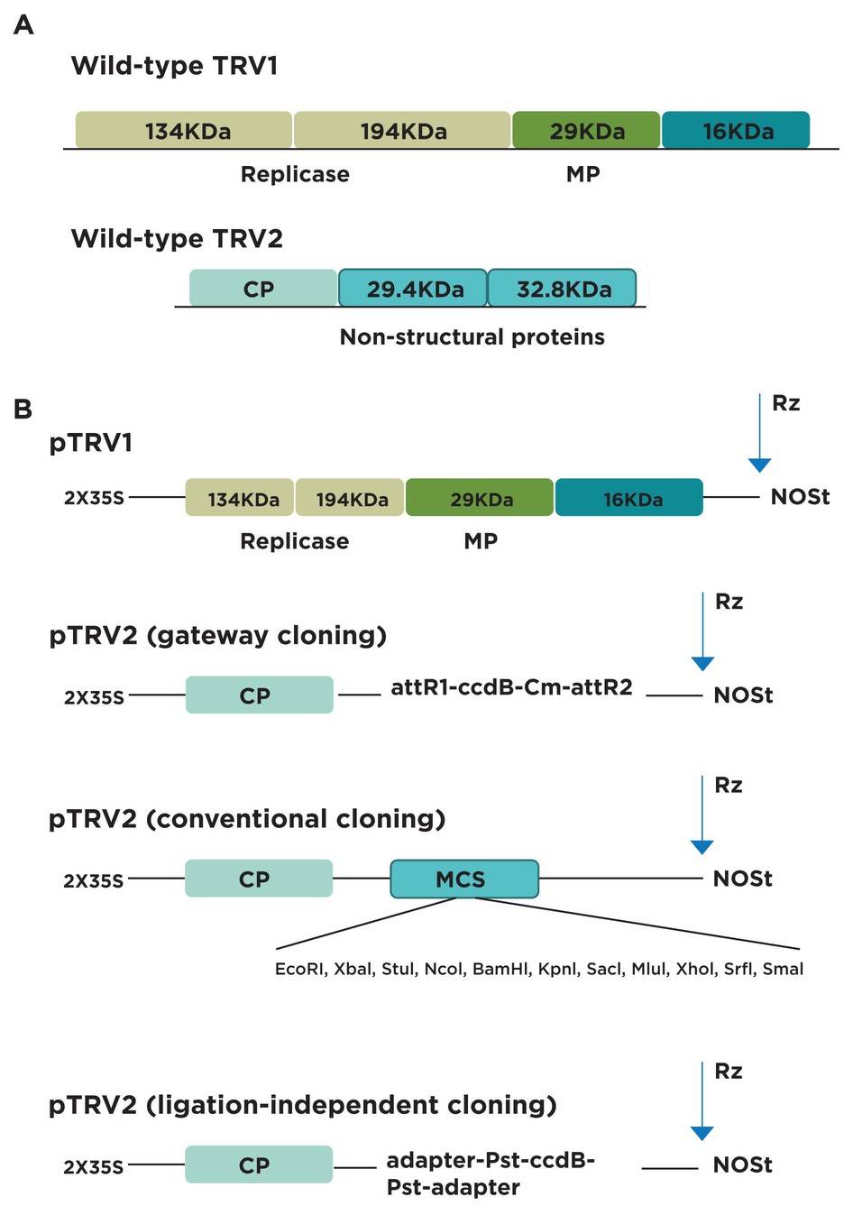 pTRV1载体质粒图谱、序列、说明书、价格_the