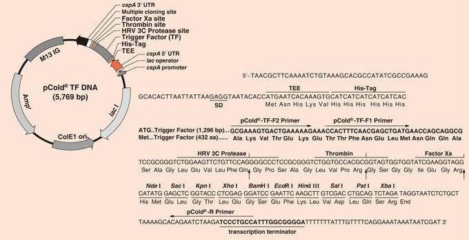 pCold TF载体质粒图谱、序列、说明书、价格_factor