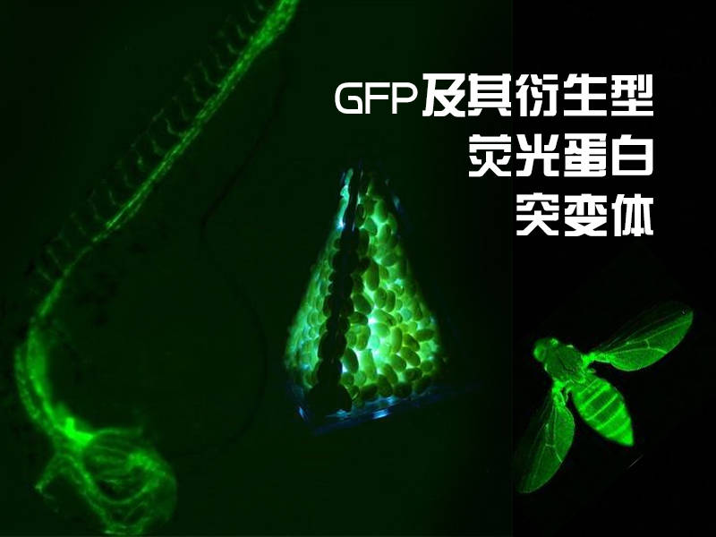 GFP及其衍生型荧光蛋白、突变体的详细介绍_wtGFP_nm-_绿色