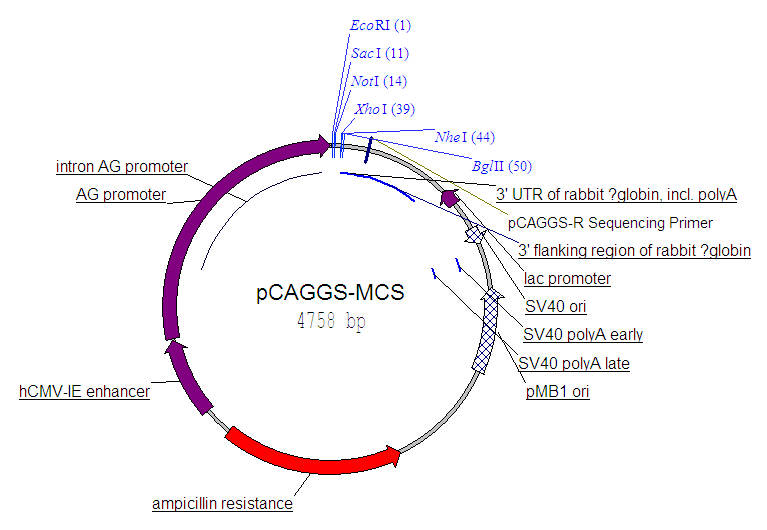pCAGGS（pCAGGS-MCS）载体质粒图谱、序列、说明书、价格_改造_com_polyA