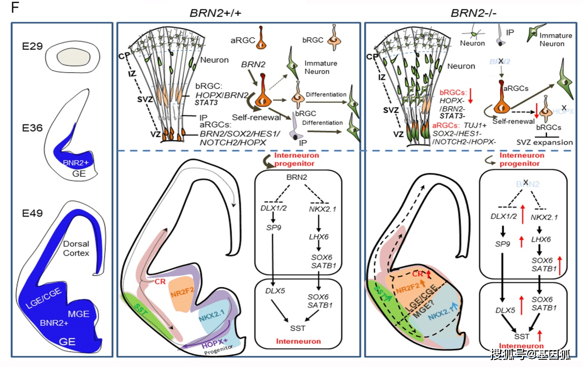 学术前沿：突破，我国科学家首次发现灵长类动物端脑发育关键基因_研究_大脑_扩张