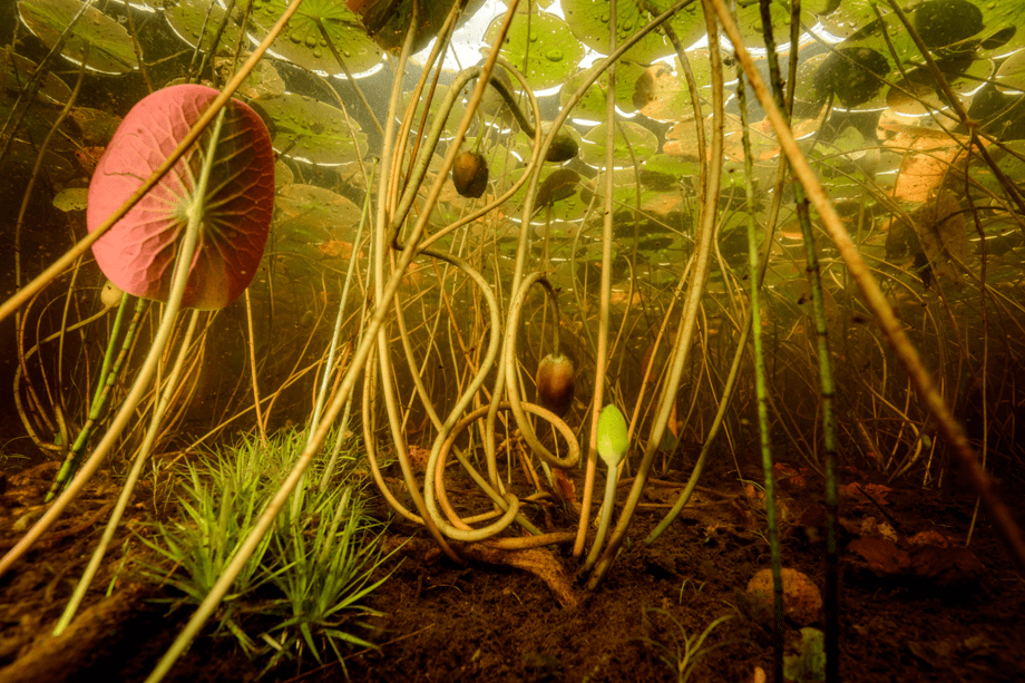 摄影师Eiko Jones 镜头里的水底世界-搜狐大视野-搜狐新闻